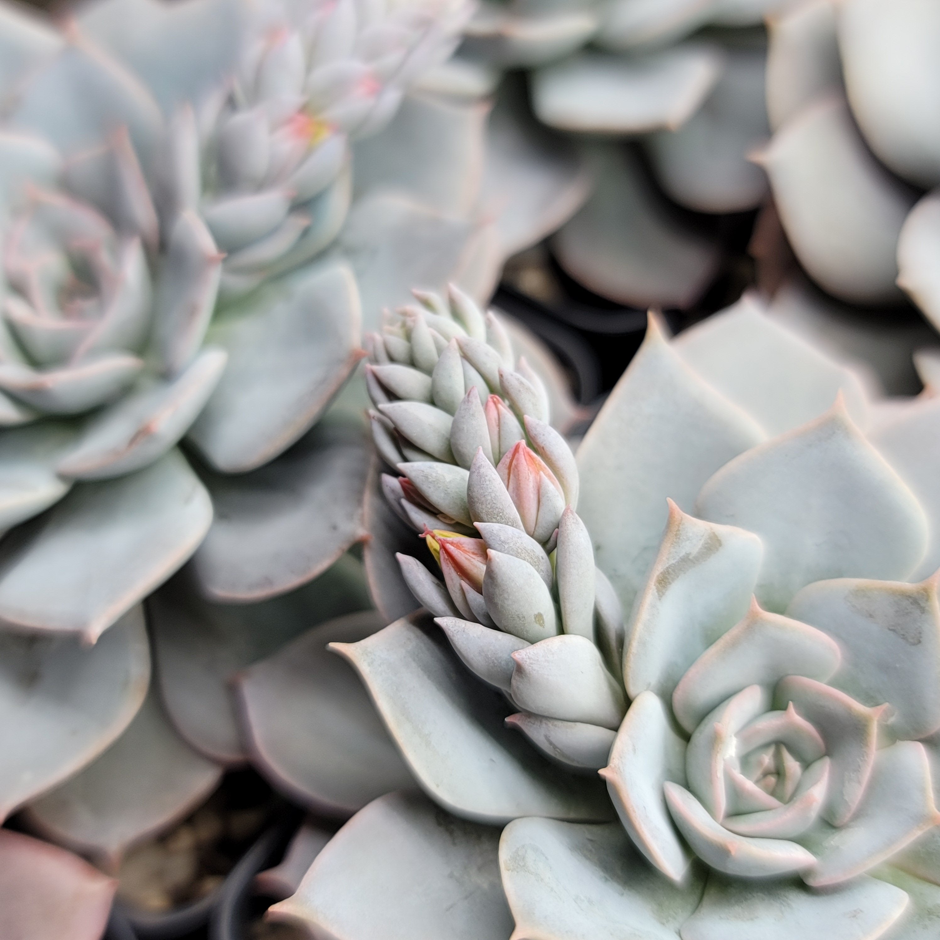Desert Bloom Nursery
